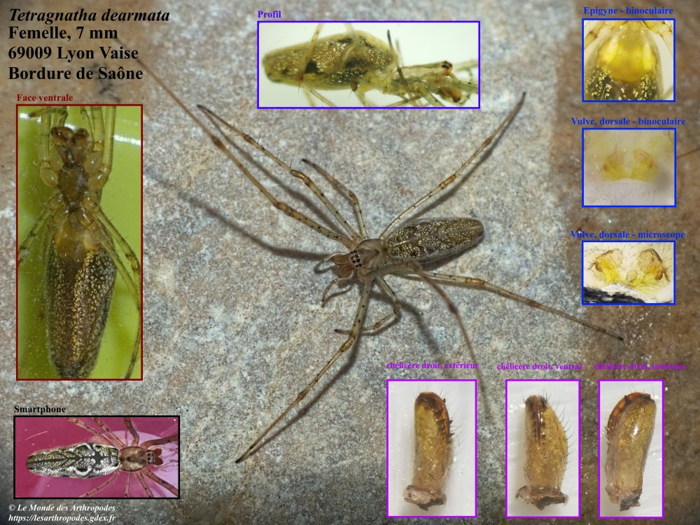 Réf. 305949 — ARACHNIDA > Araneae > Tetragnathidae > Tetragnatha dearmata - www.galerie-insecte.org